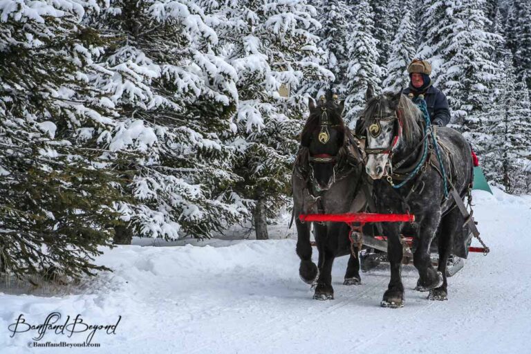 Horse Drawn Sleigh, A Traditional Way To Experience Lake Louise ...